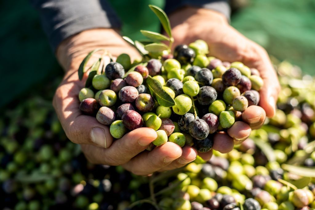 ElOlivo Ireland - Olive Oil Online Shop Ireland